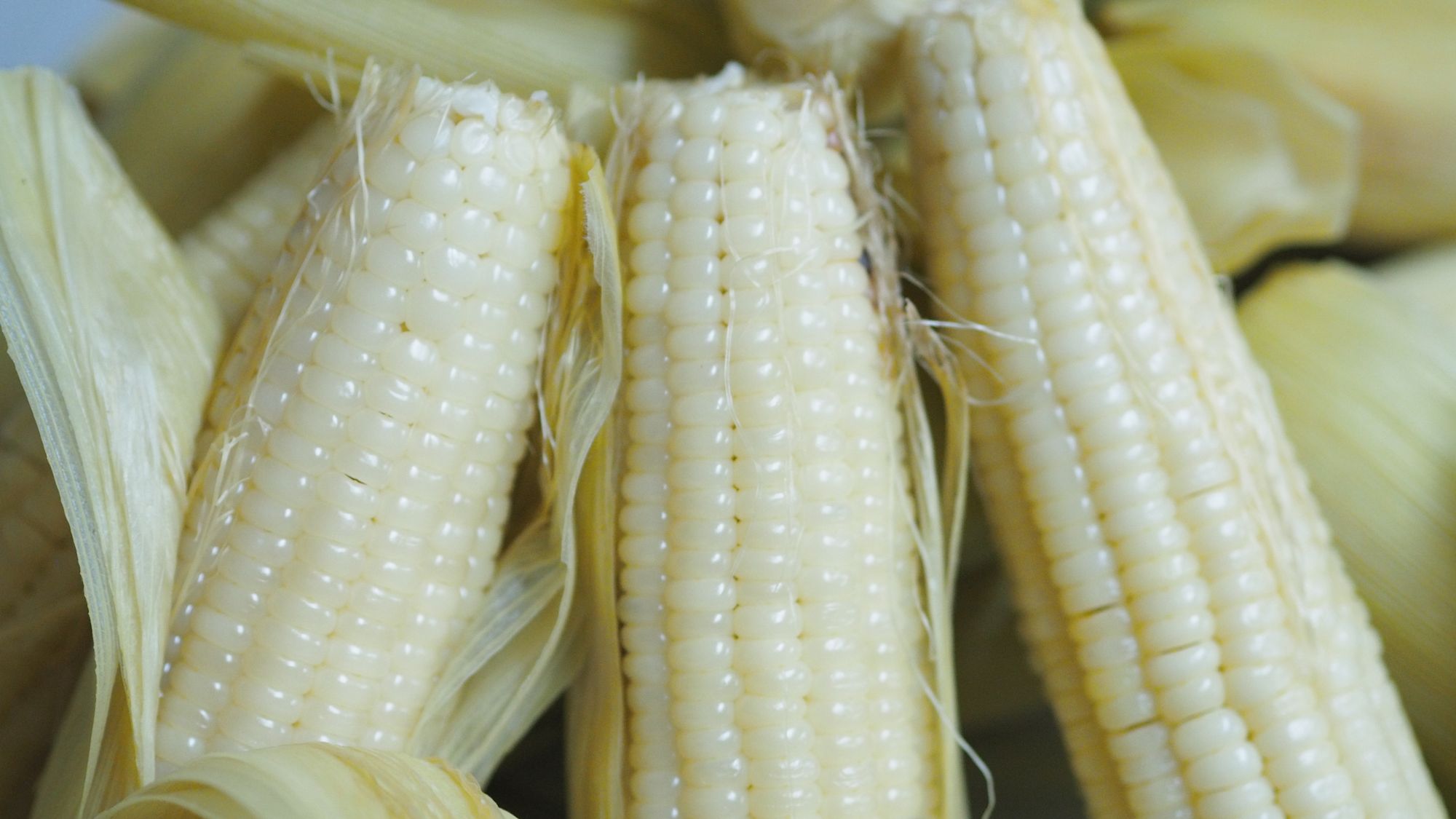 Frozen Cooked White Sticky Corn - Thai Food Supplier and Manufacturer